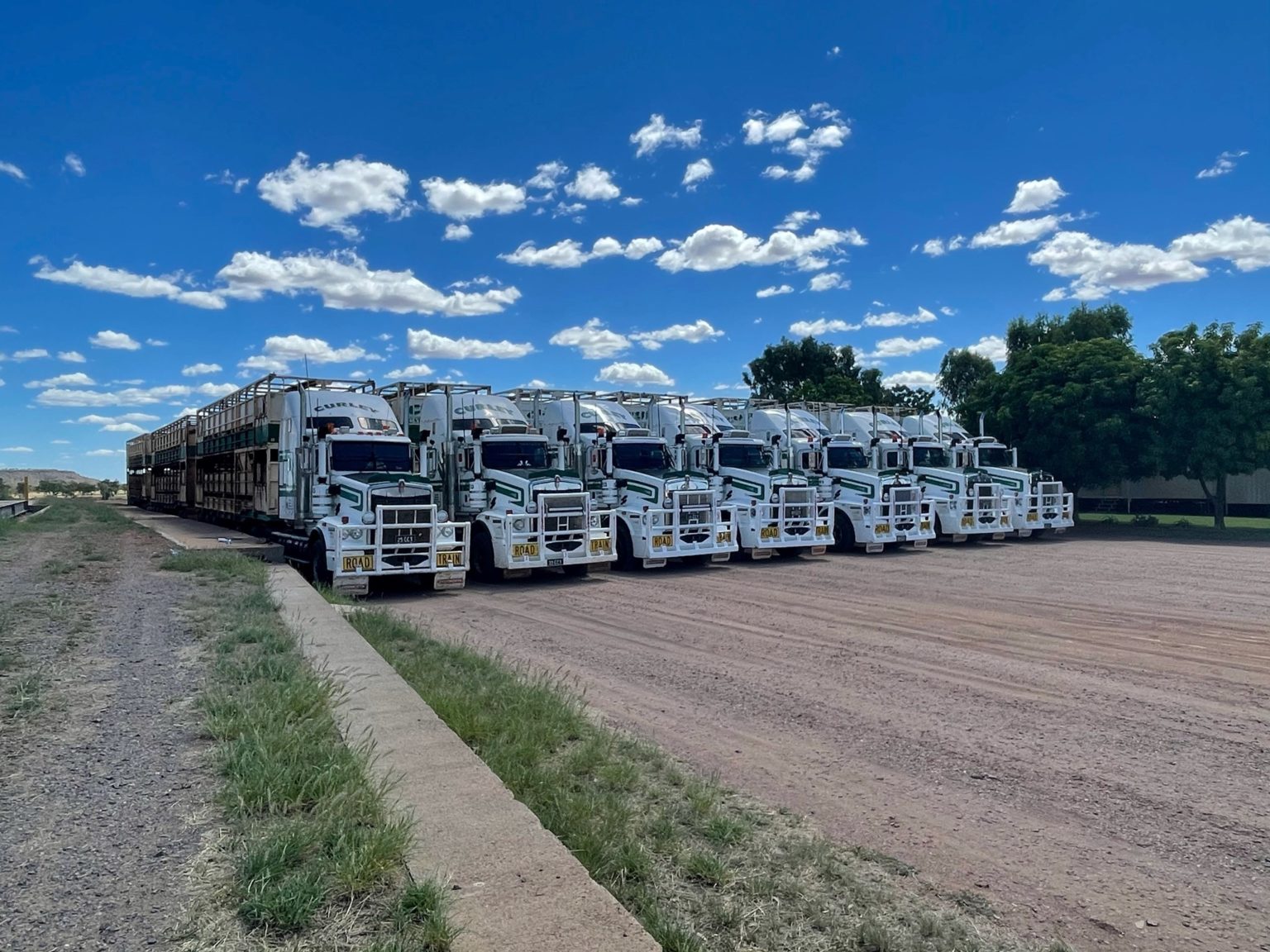 Curley Cattle Transport Archives | Driver Jobs Australia